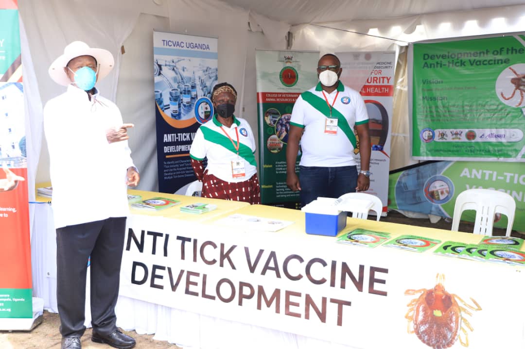 TicVac-U® | Recombinant anti-tick vaccine in Uganda | Vaccine for cattle